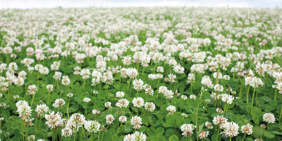 Зачем нужен и как посадить клеверный газон | Postel-Deluxe.ru